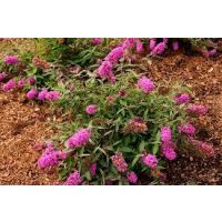 Shrubs