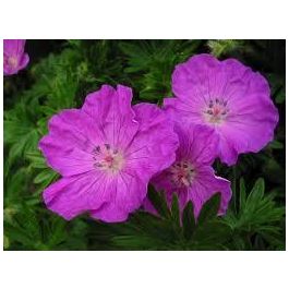 Geranium 'Bevans Variety'